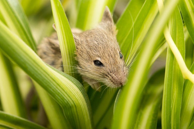 Big Toy Mouse in the Grass. Little Mouse in Colors. Toys Near the House ...