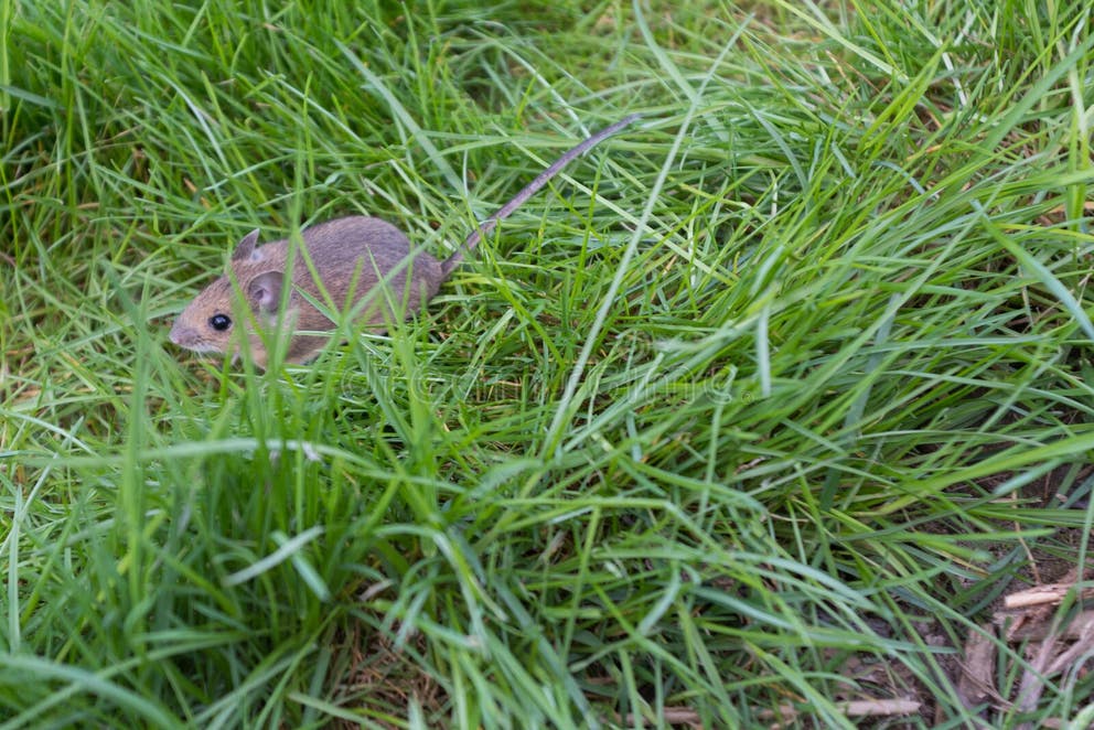 Mouse on the grass stock image. Image of animal, domestic - 74993115