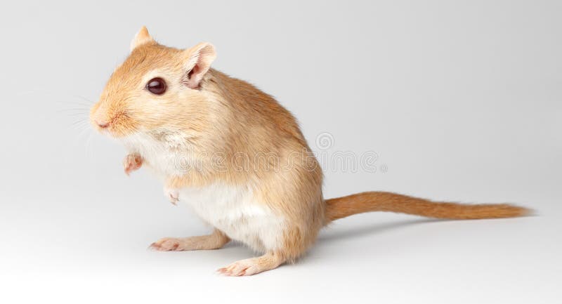 Mouse on a gray gradient stock photo. Image of rodent - 189911294