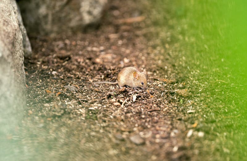 Mouse in habitat stock photo. Image of nature, curious - 40822046