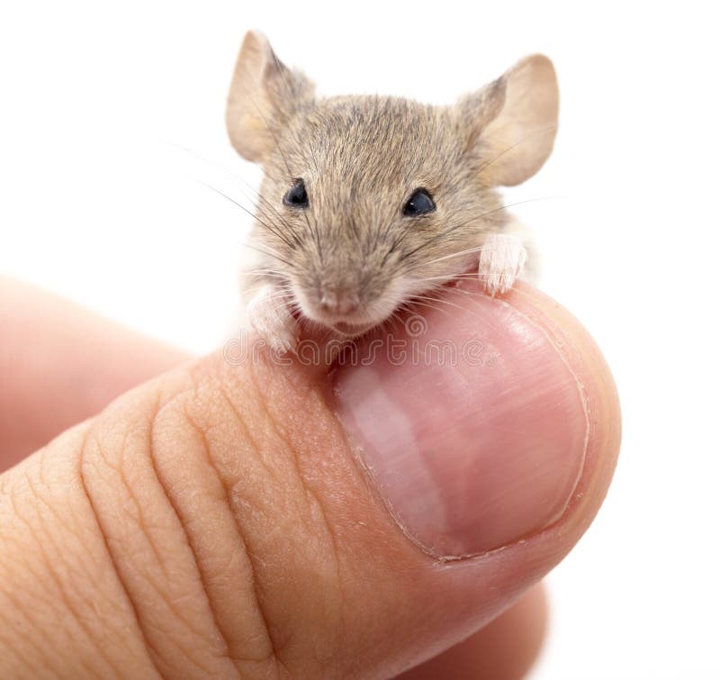 Mouse in Hand on White Background Stock Image - Image of macro, field ...