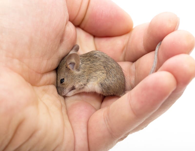 Mouse in Hand on White Background Stock Image - Image of macro, field ...