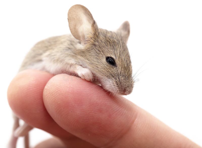 Mouse in Hand on White Background Stock Image - Image of chunk, holding ...