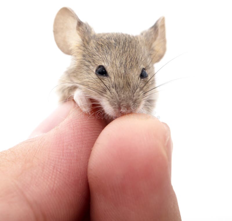 Mouse in Hand on White Background Stock Image - Image of chunk, holding ...