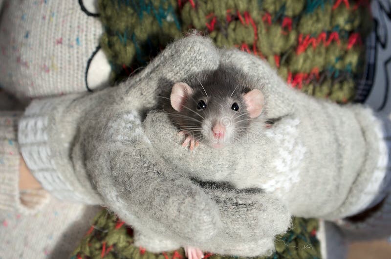 Mouse in the Hands of Dressed in Mittens, Winter New Year Mouse is ...