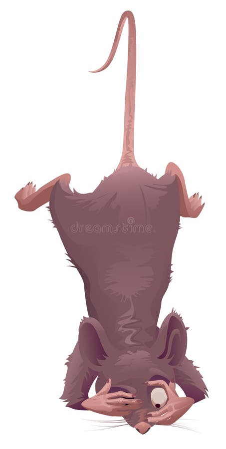 Mouse Hangs on Tail and Looks Down in Horror Stock Vector ...