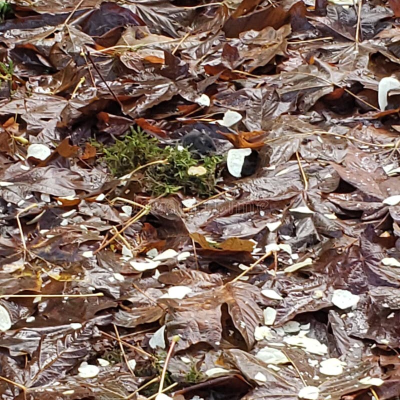 Mouse is Hiding at Home from the Cat Stock Image - Image of games ...