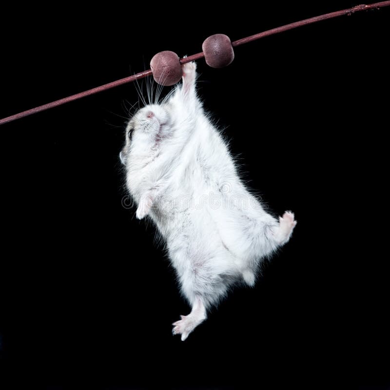 Mouse holding on a twig stock photo. Image of hang, mouse - 23595632