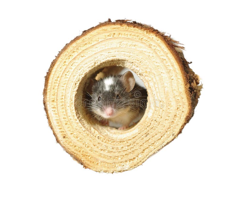 Mouse in hole stock image. Image of danger, mamal, nature - 18051875