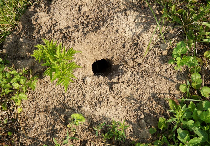 1,799 Mouse Hole Stock Photos - Free & Royalty-Free Stock Photos from ...
