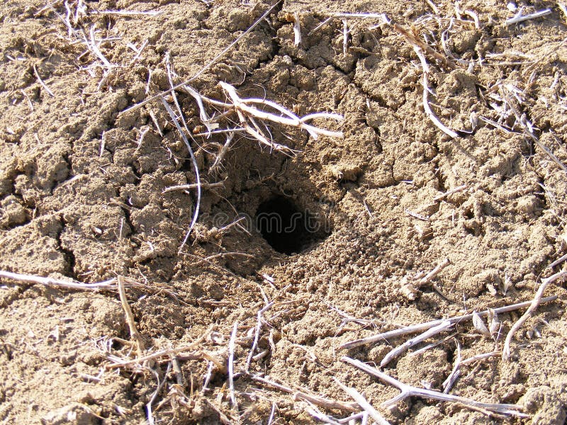 Mouse hole in the field stock image. Image of dried, close - 87363241