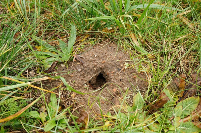 2,599 Mouse Hole Stock Photos - Free & Royalty-Free Stock Photos from ...