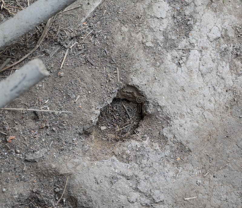 Mouse in hole stock vector. Illustration of rodent, house - 66462884