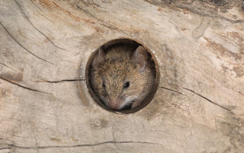 Mouse in Hole in the Wooden Floor Stock Image - Image of skirting ...