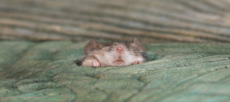 Mouse in Hole in the Wooden Floor Stock Photo - Image of pest, wood ...