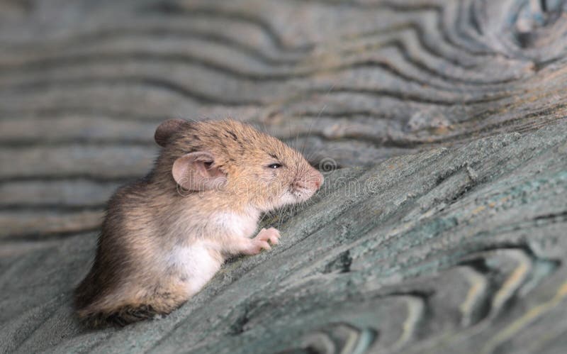 Mouse in Hole in the Wooden Floor Stock Image - Image of animal, wooden ...