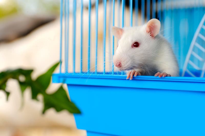 Mouse eating peanuts stock image. Image of cute, animal - 37484459