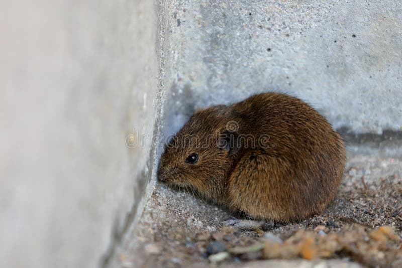 Mouse in a house corner stock image. Image of mammal - 120573255