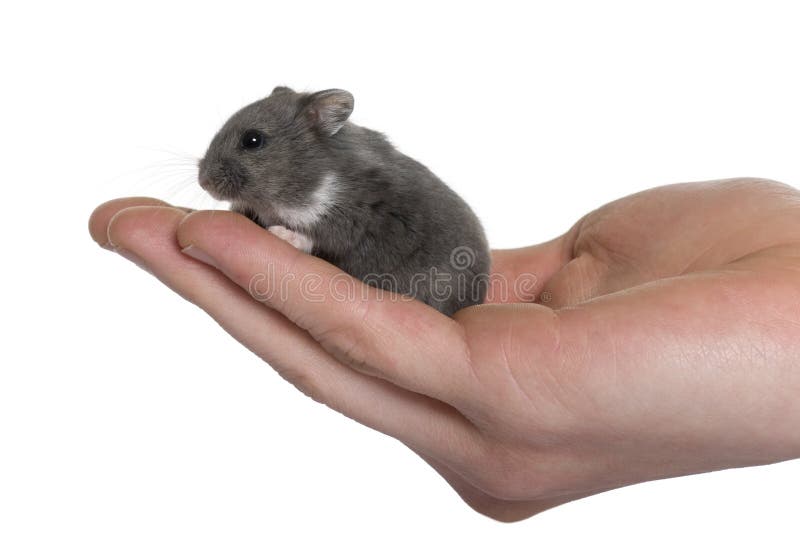 Hands Holding Cup with Three Mice Stock Photo - Image of mammal, pets ...