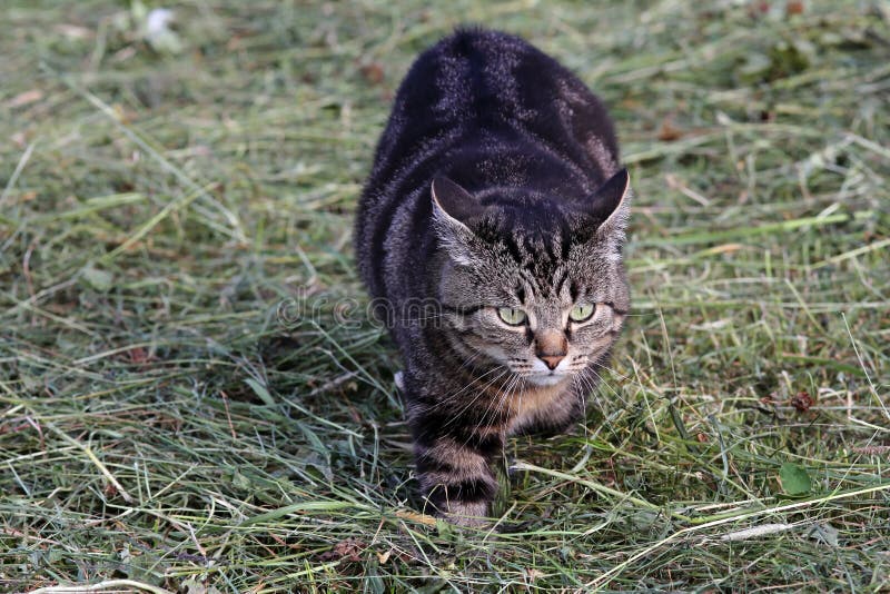 Mouse hunt stock image. Image of attacked, attack, baby - 25722135