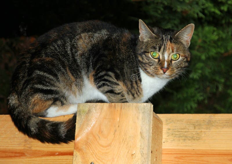 The Mouse Hunt, the Domestic Cat Observes Its Hunting Spot from Above ...