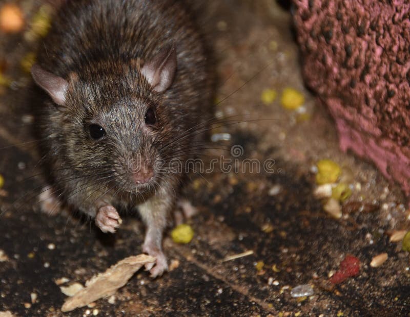Mouse in an Indian temple stock photo. Image of indian - 181572898