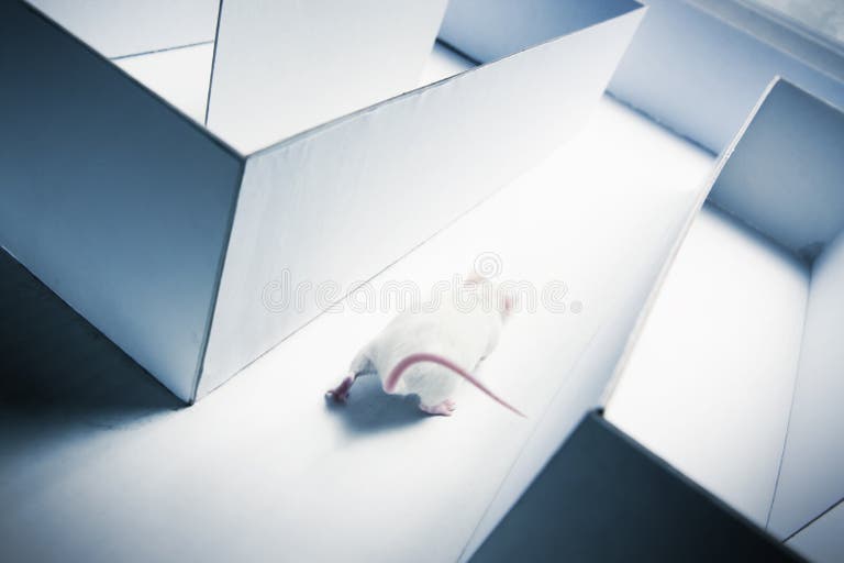 Mouse Inside a Labyrinth Wih Dramatic Lighting Stock Photo - Image of ...
