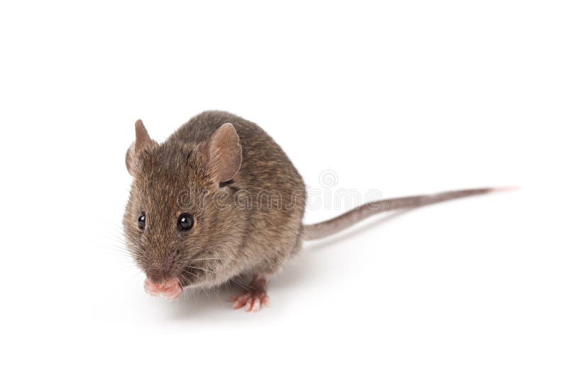 Mouse isolated on white stock image. Image of cute, isolated - 16017765