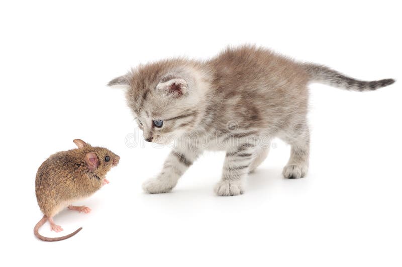 Mouse and kitten stock photo. Image of domestic, playful - 32715396