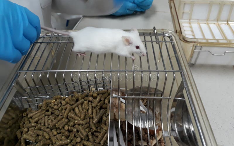 Mouse laboratory : stock photo. Image of laboratory - 190498816