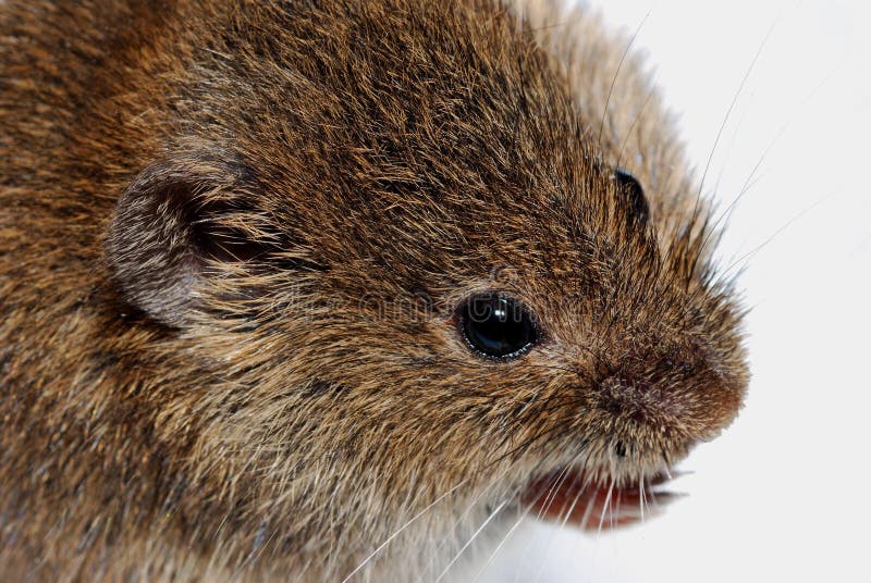 Mouse large view stock photo. Image of animal, natural - 31443028