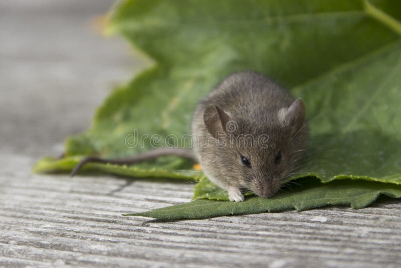 Mouse on the leaf stock image. Image of warm, eyes, little - 26571961