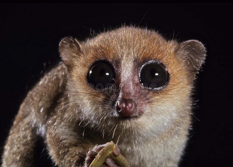 Mouse lemur stock photo. Image of smal, omnivore, madagascar - 12952864