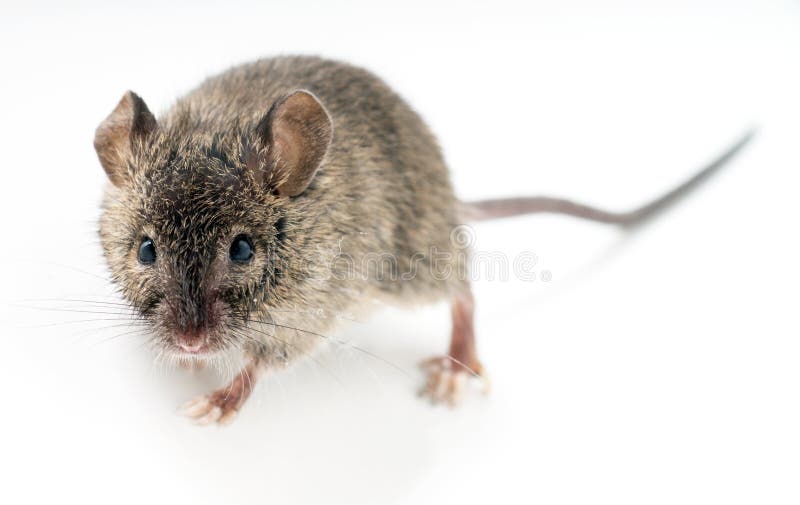 Begging Field Mouse on White Background Stock Photo - Image of joke ...