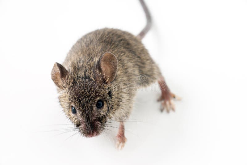 Field Shrew Stock Photos - Free & Royalty-Free Stock Photos from Dreamstime