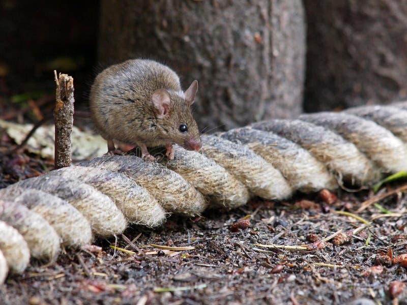 Mouse stock image. Image of pest, sitting, mice, field - 39672503