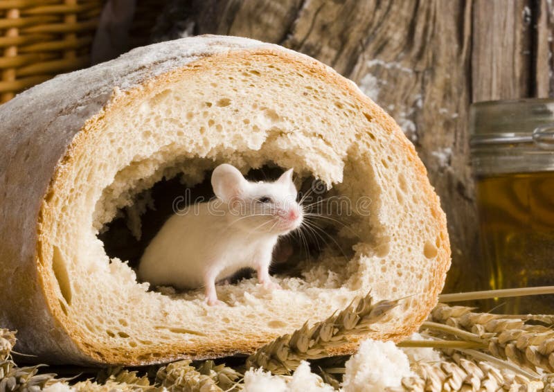 Mouse in a loaf stock image. Image of delicious, harvesting - 1968219