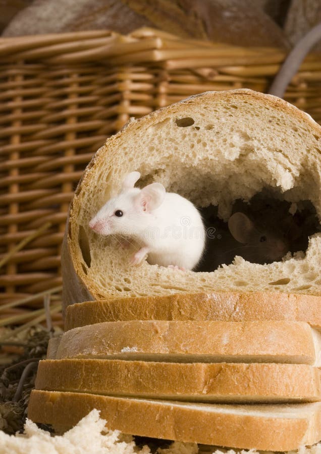 Mouse in a loaf stock photo. Image of cuisine, agriculture - 1968226