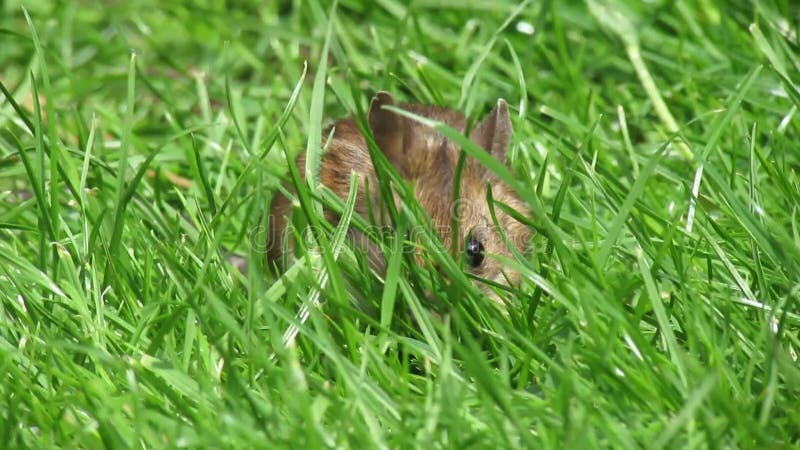 Mouse Stock Footage & Videos - 22,297 Stock Videos