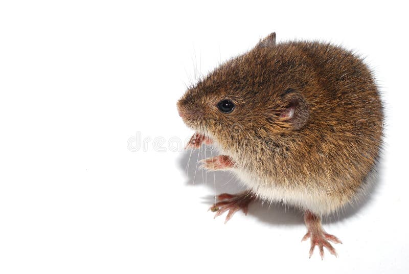 Mouse look right stock image. Image of animal, powerful - 31443073