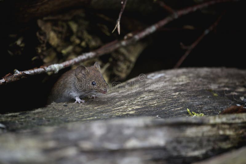 Mouse Looking Out from His Cave Stock Photo - Image of sweet, cave ...