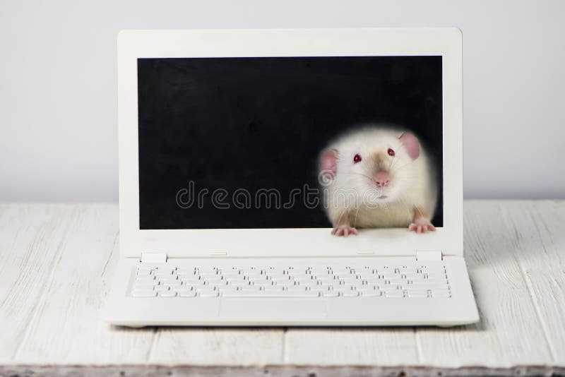 Mouse Looks with Surprise from the Laptop Screen Stock Photo - Image of ...