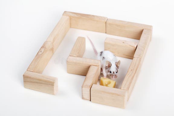 Mouse in Maze Looking for Cheese Stock Image - Image of intelligent ...
