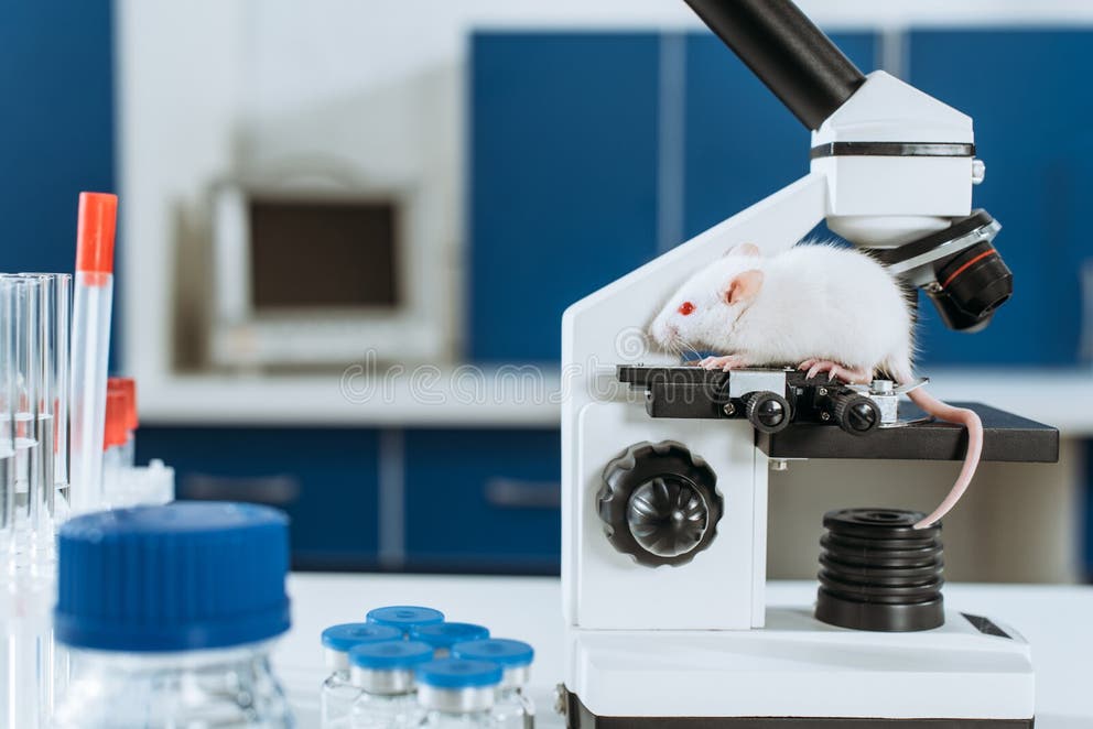 Mouse on Microscope Near Test Tubes and Containers with Medicines Stock ...