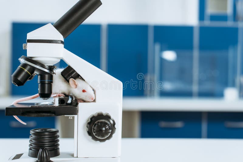 While Mouse on Microscope in Veterinary Clinic Stock Photo - Image of ...
