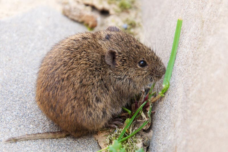 Microtus arvalis stock image. Image of ground, mouse - 14363783