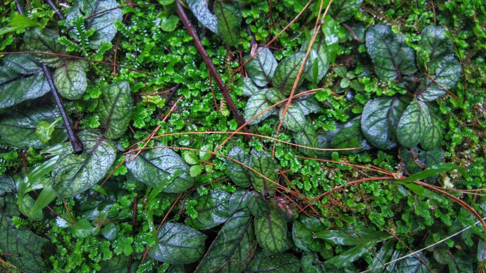 Mouse in the Middle of the Urban Forest Stock Photo - Image of taman ...