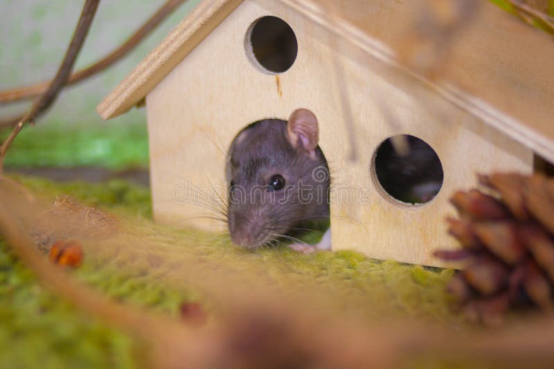 Mouse in Mink. Gray Rat in the House Stock Photo - Image of look ...