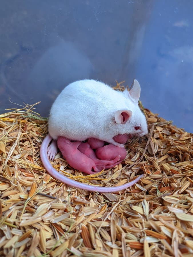 Mouse Mother Feeding Her Child Stock Image - Image of squirrel, mouse ...