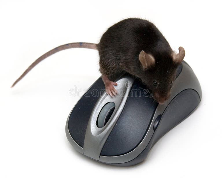 809 Scared Mouse Stock Photos - Free & Royalty-Free Stock Photos from ...